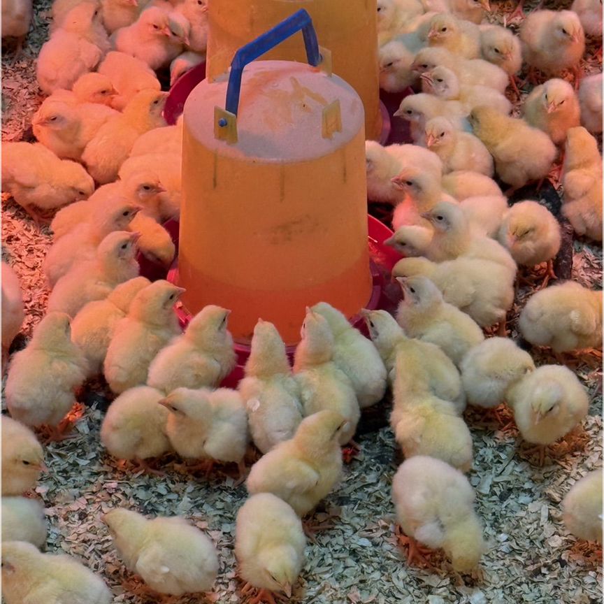 Цыплята бройлеры подрощенные