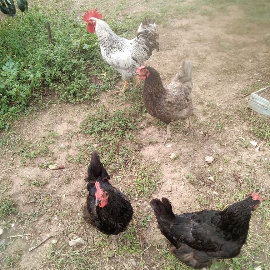 Куры несушки продам