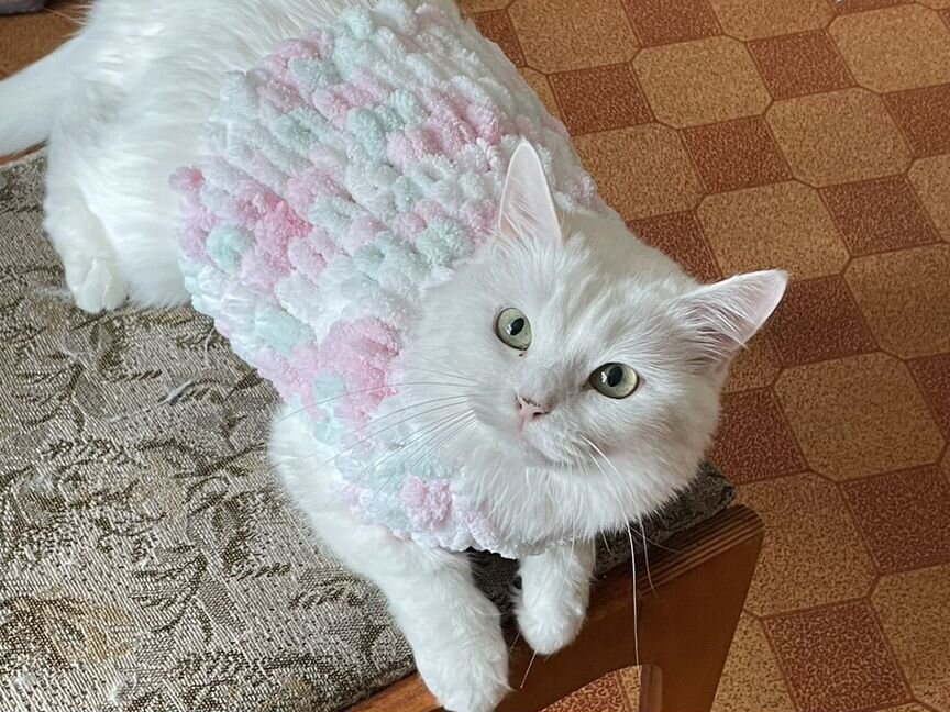 Свитер для кошки