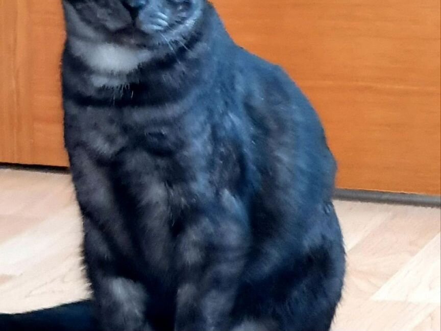 Шоник ищет дом