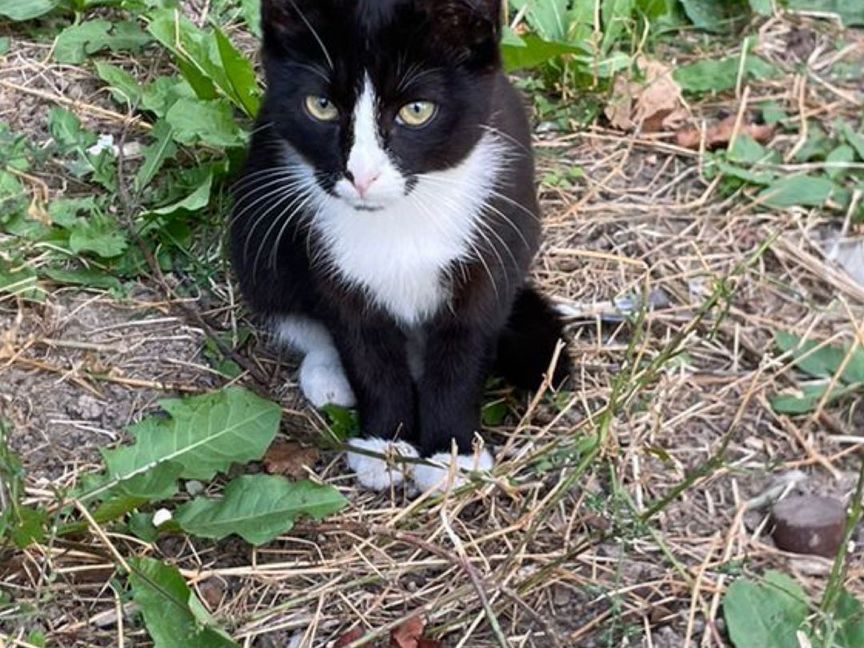 Котенок мальчик подросток 3 мес, ищет дом