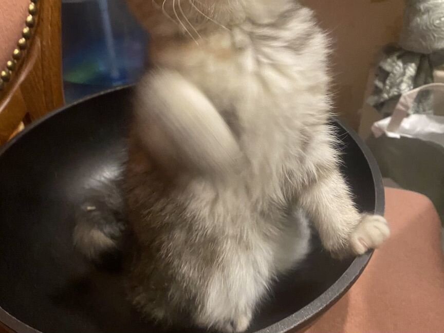 Экзотический котенок