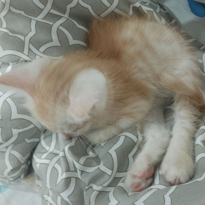 Котёнок в добрые руки