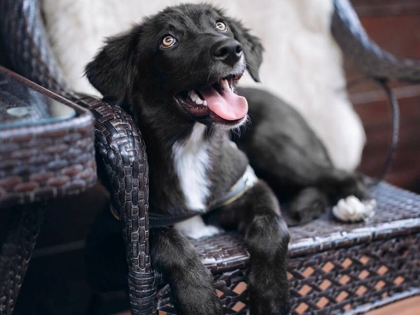 Классная собака в добрые руки