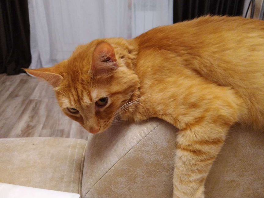 Отдам бесплатно кота