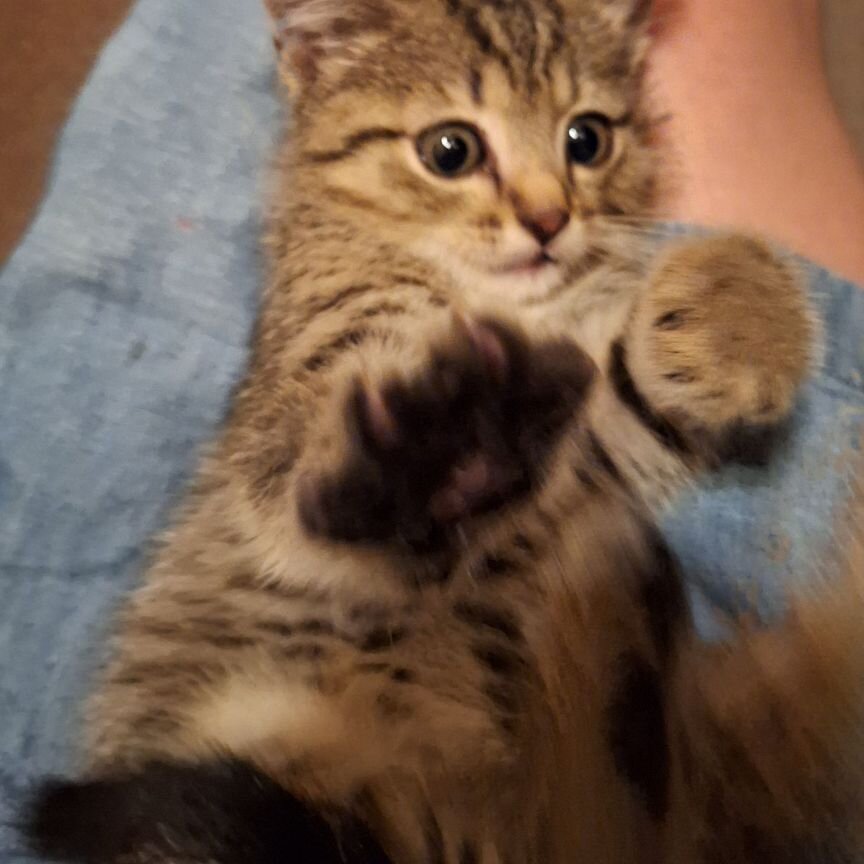 Котёнок беспородистый