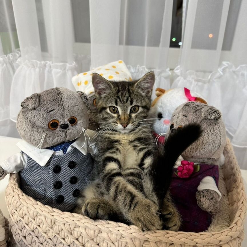 Котенок мальчик 3,5 мес