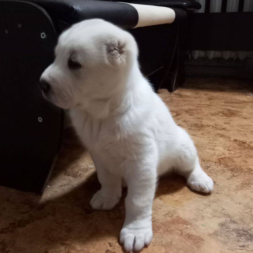 Среднеазиатская овчарка, щенок