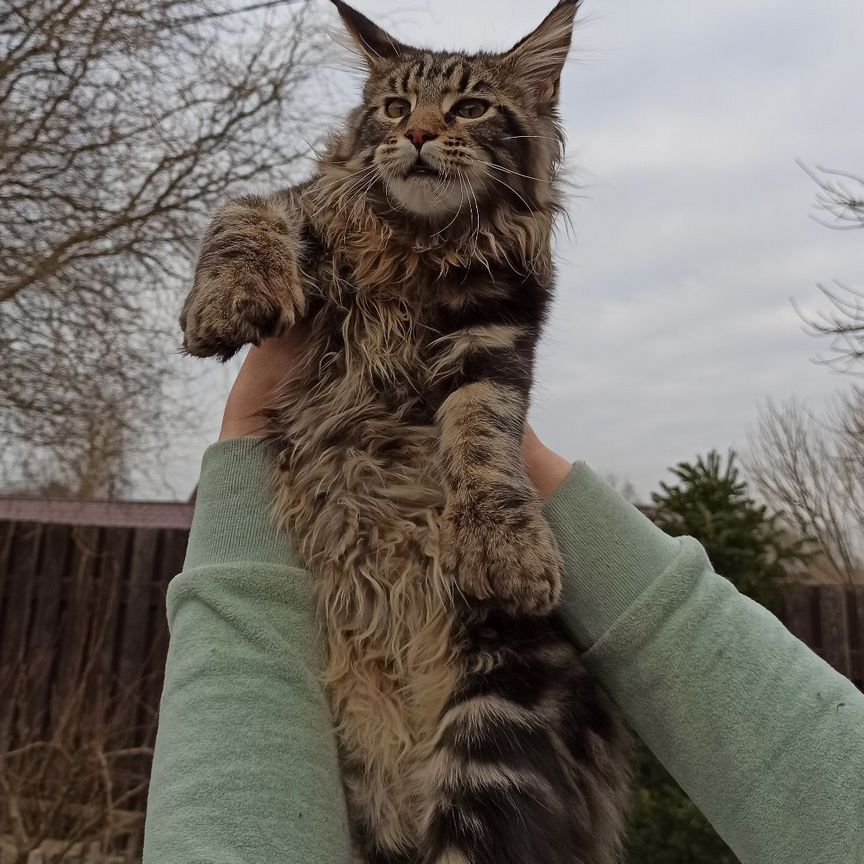 Котёнок Мейн-кун полидакт. 5 месяцев