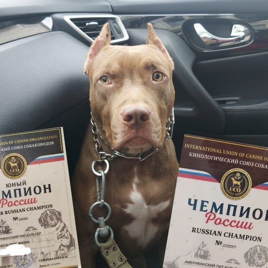 Апбт вязка с чемпионом
