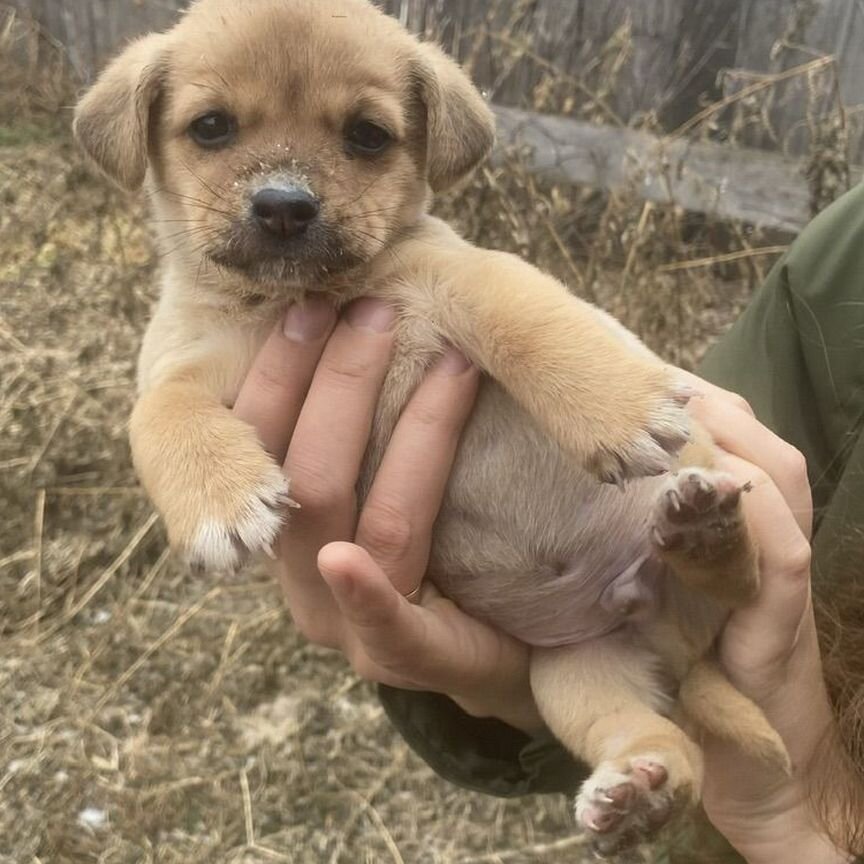 Щенок в добрые руки