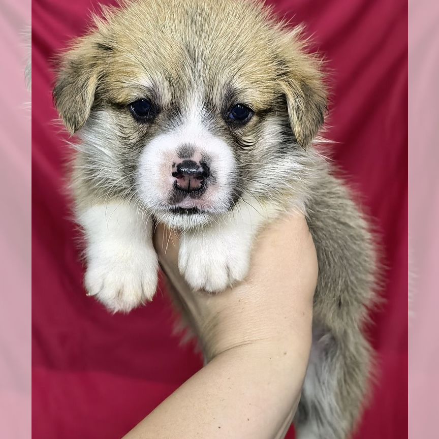 Вельш Корги Пемброк, щенок