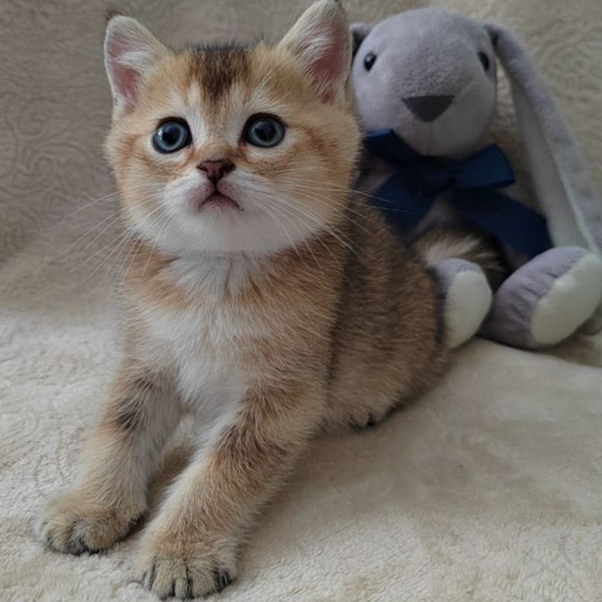 Шотландские вислоухие котята шиншилла