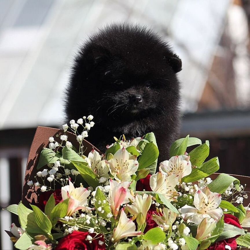 Черный красавчик