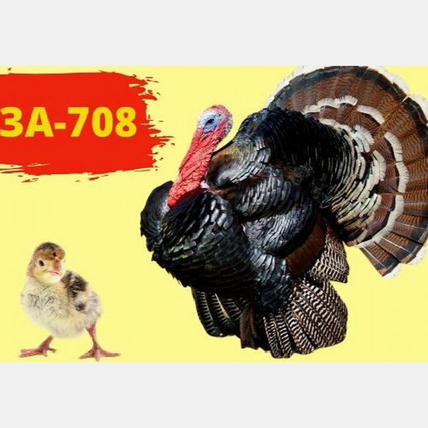 Индюшата Большое Болдино