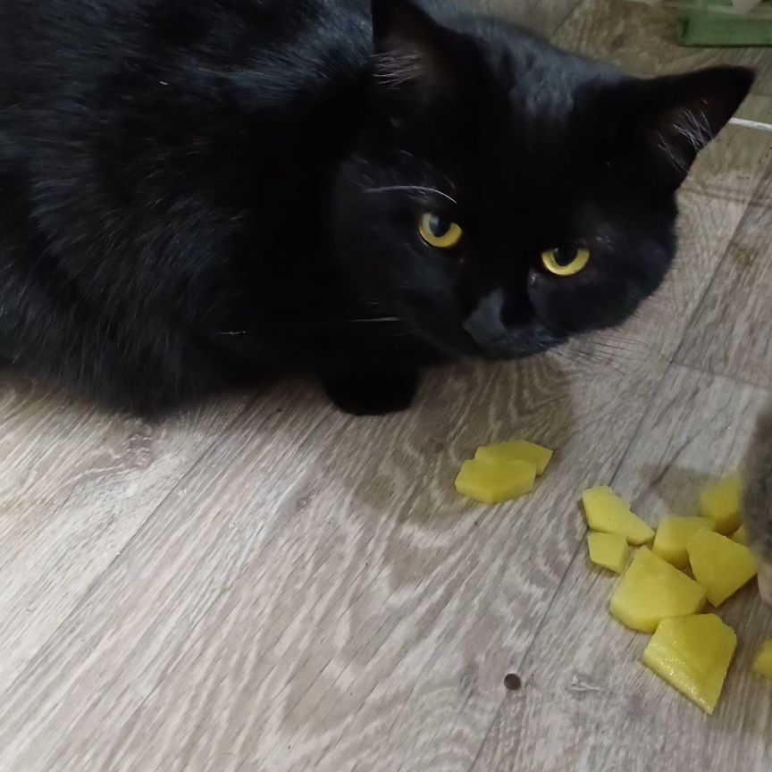 Отдам в добрые руки