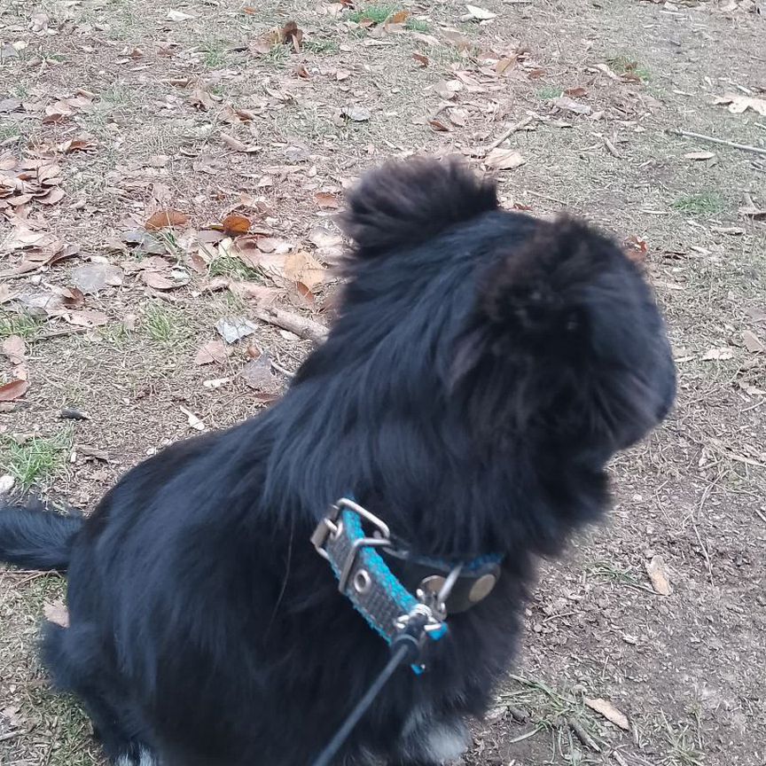 Милашка в добрые руки