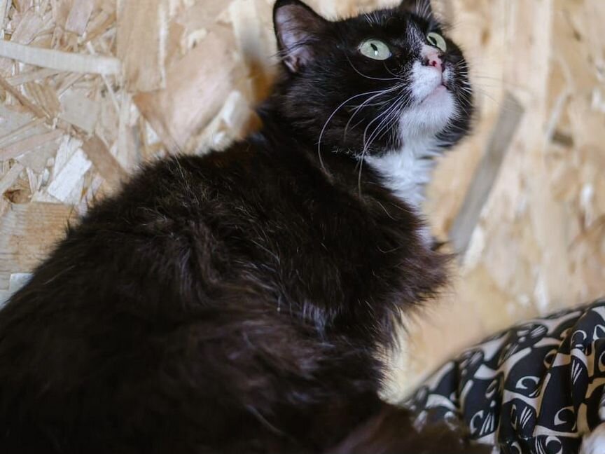 Юная Асти в приюте Некрасовка.Возьмите домой