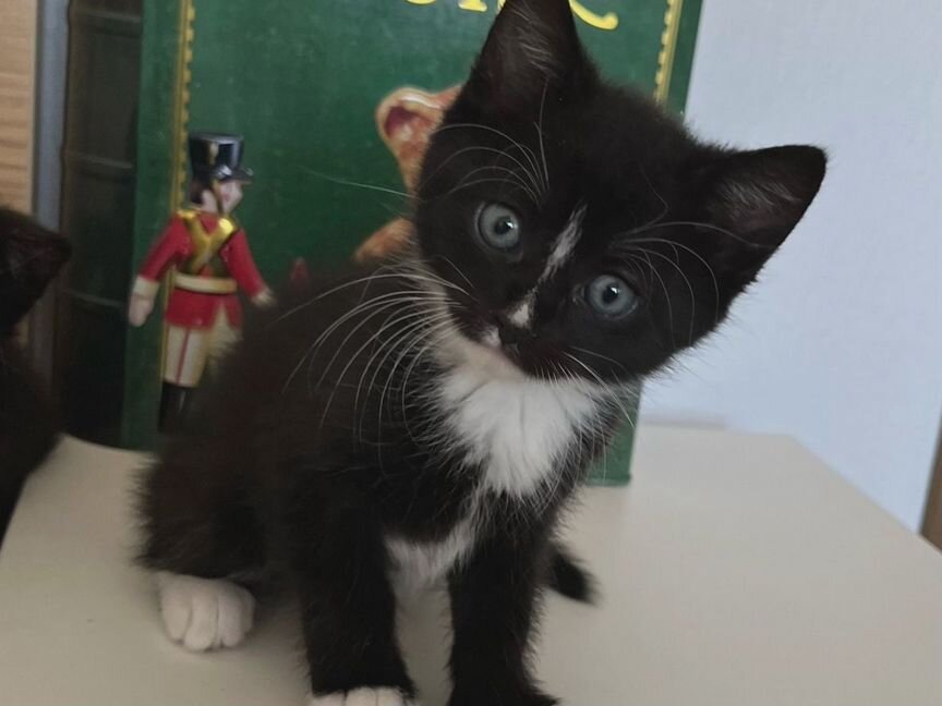 Котята ищут добрые ручки