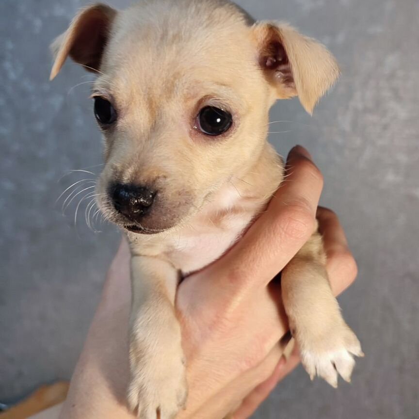 Русский той-терьер, щенок