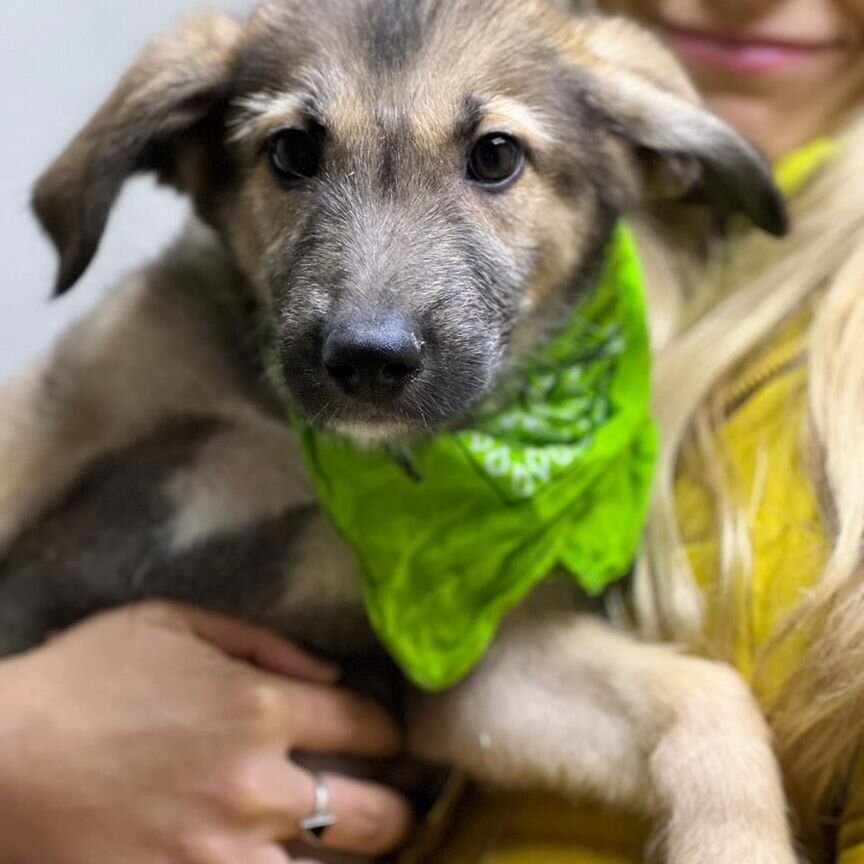 Собака в добрые руки