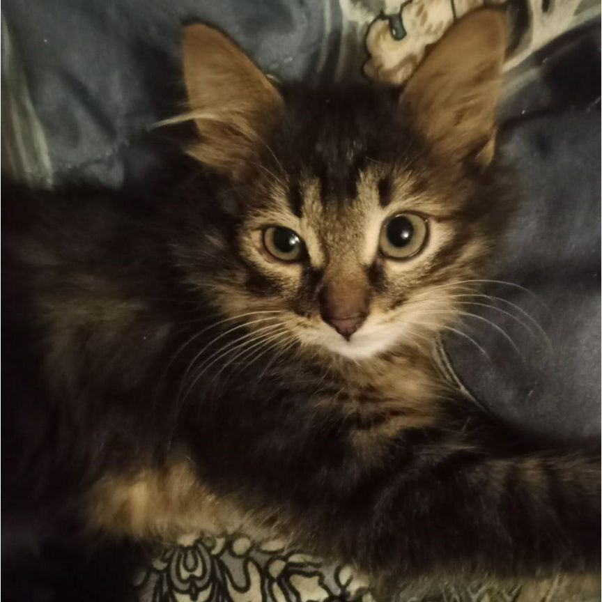 Котенок в добрые руки