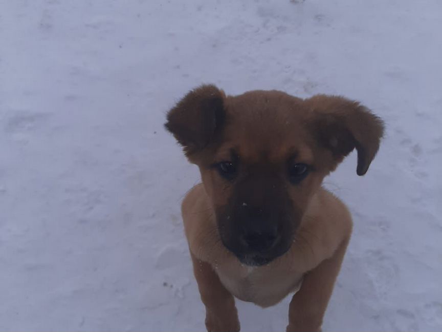 Миленький щеночек в добрые руки бесплатно