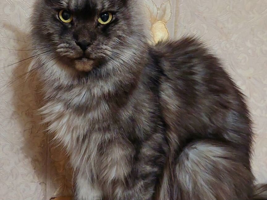 Продается молодая кошечка мейн кун