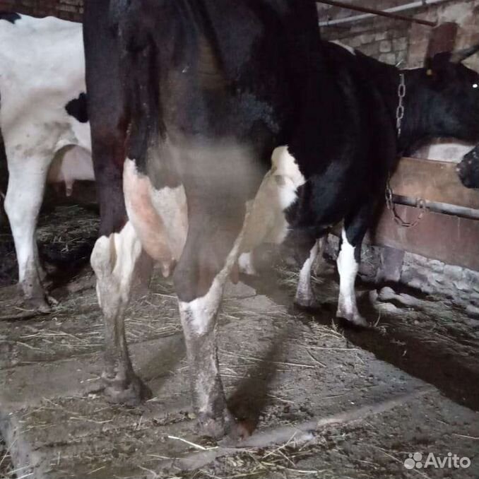 Продается бык 2,5года и корова 6 отелом