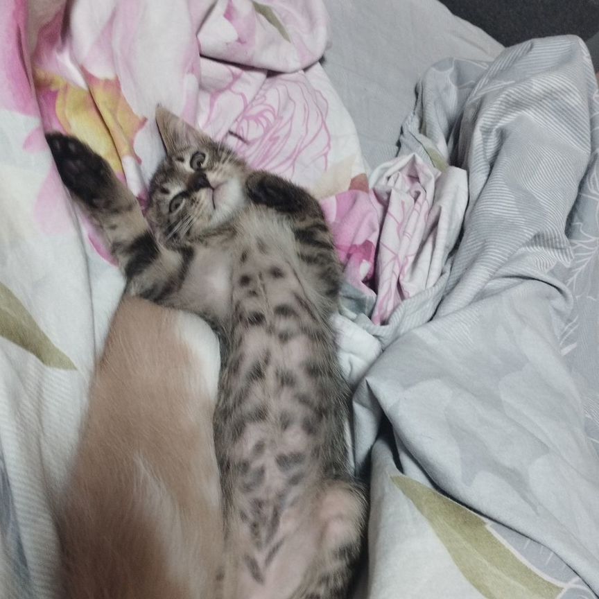 Отдам котика в добрые руки