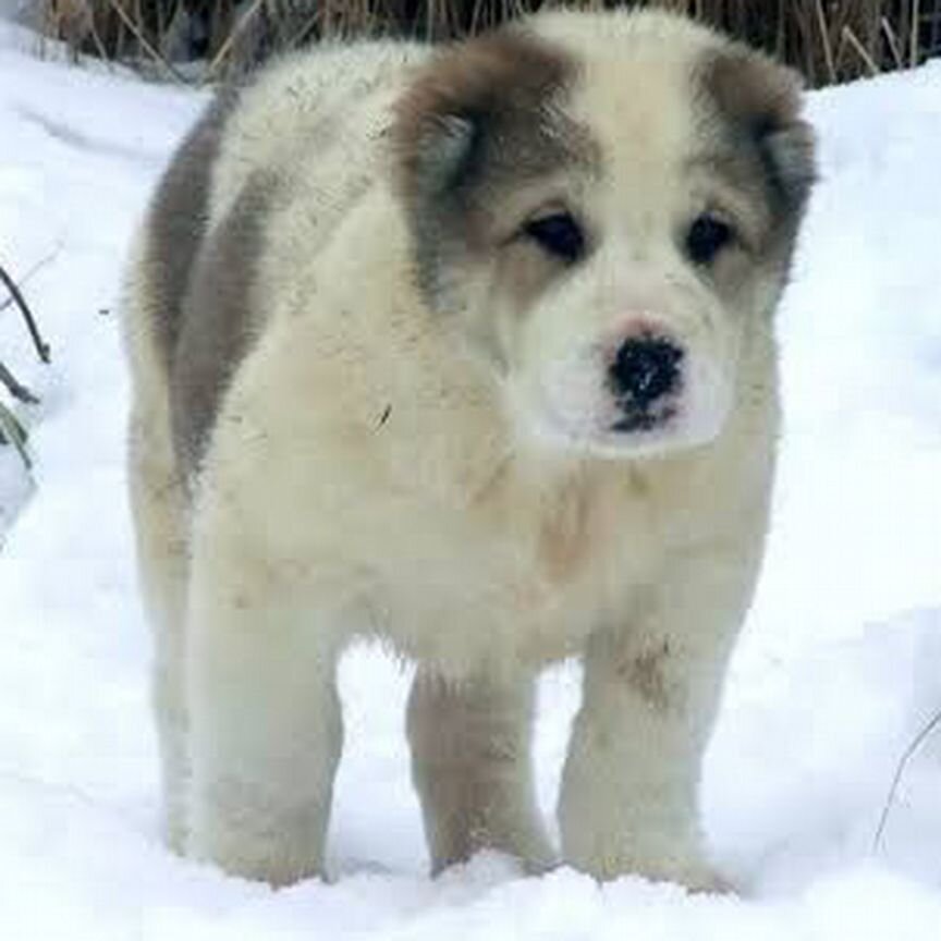 Кавказская овчарка, щенок