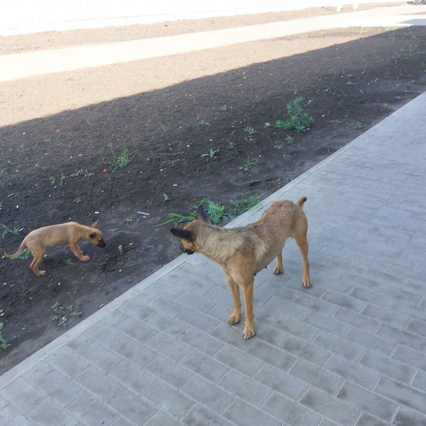 Рыжие милые щенки,будущие охранники,в добрые руки