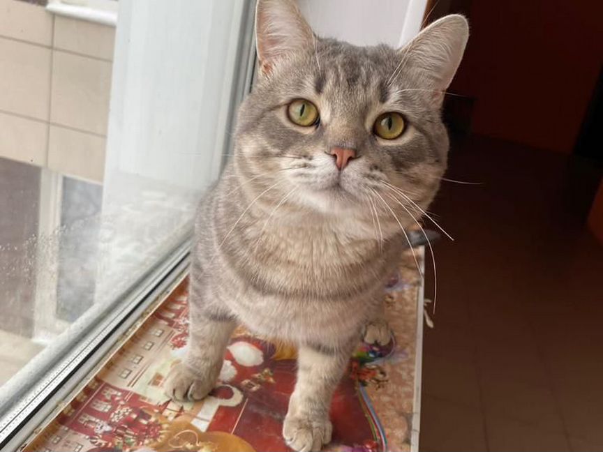 Котик домашний, потерялся и живет в подьезде