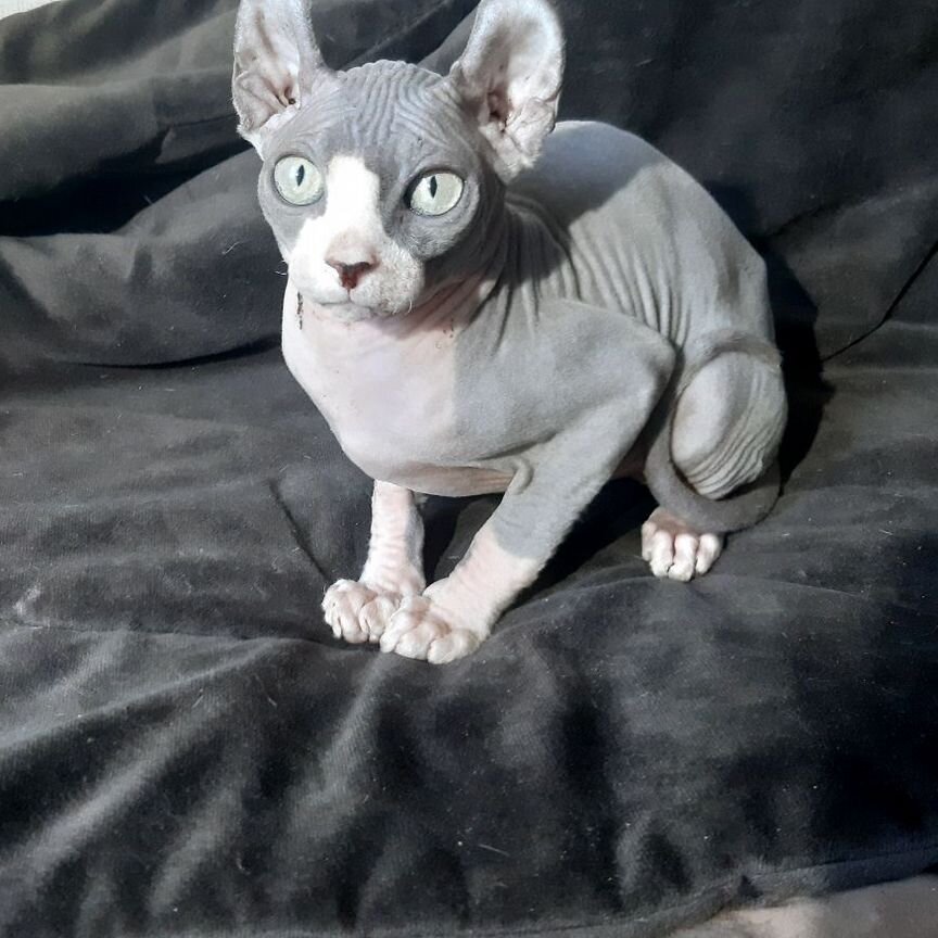 Эльф котёнок