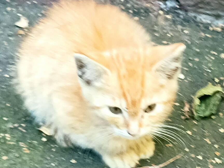 Котенок Рыжик, 2 месяца