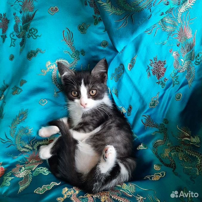 Котюня с мушкой на носу - в добрые руки