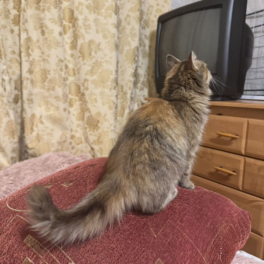 Кошка