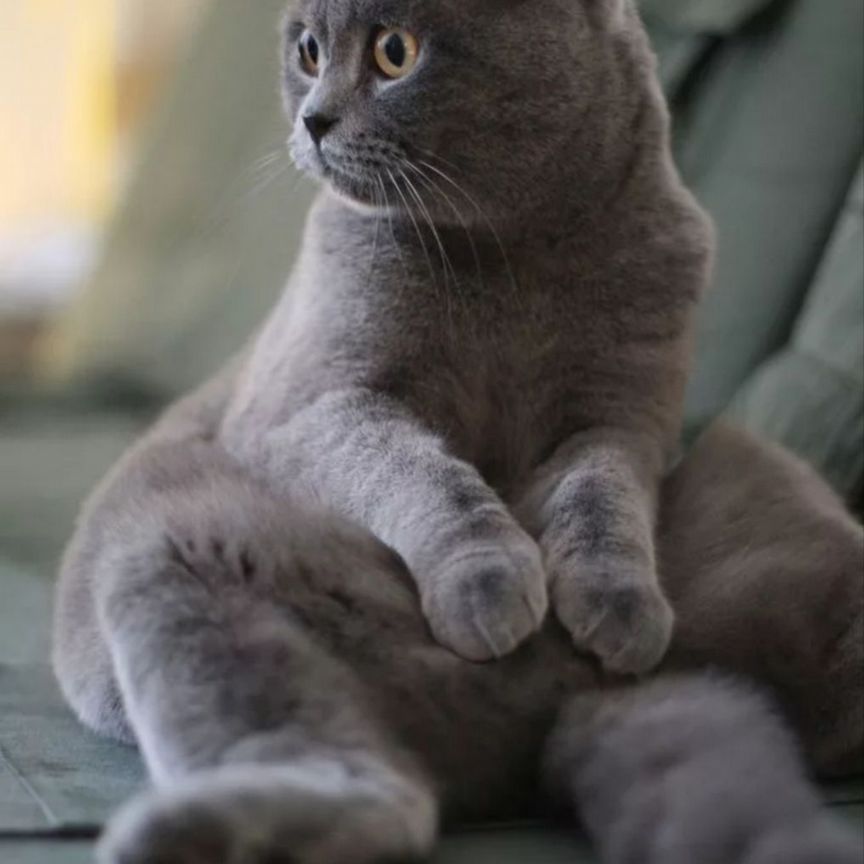 Кот шотландский вислоухий