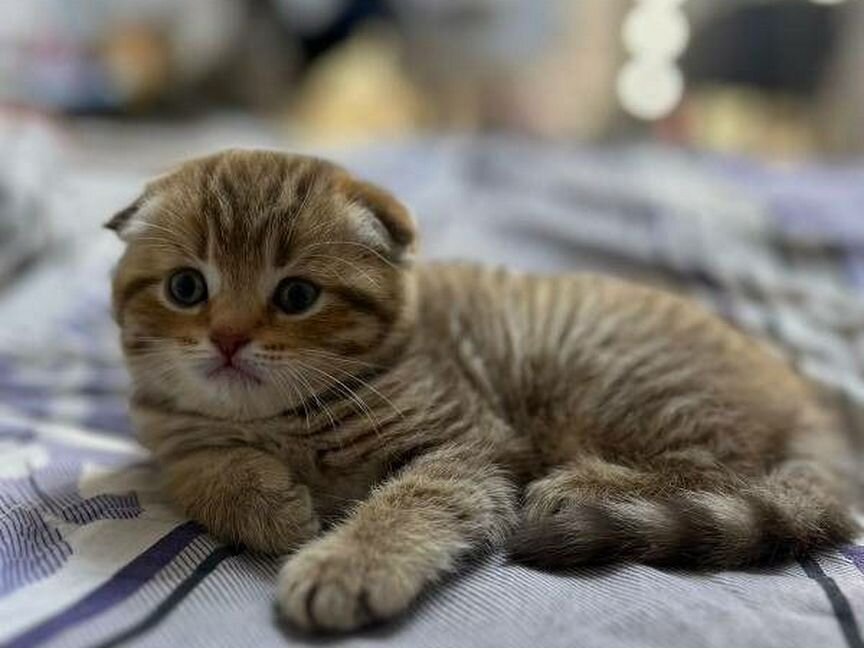 Супер ласковая кошечка пятно на золоте