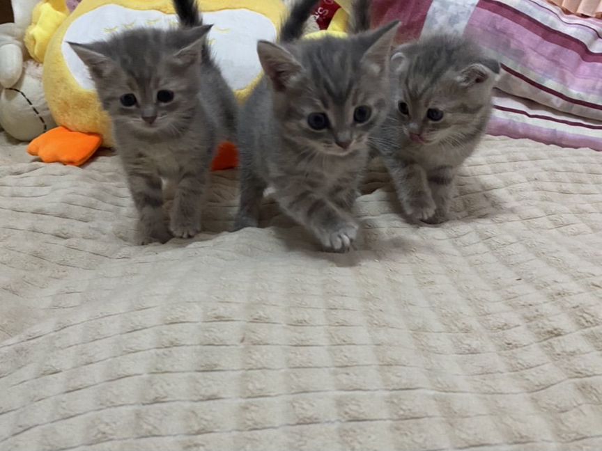 Продам шотландских котят