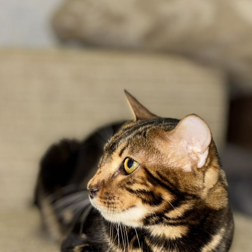 Бенгальская