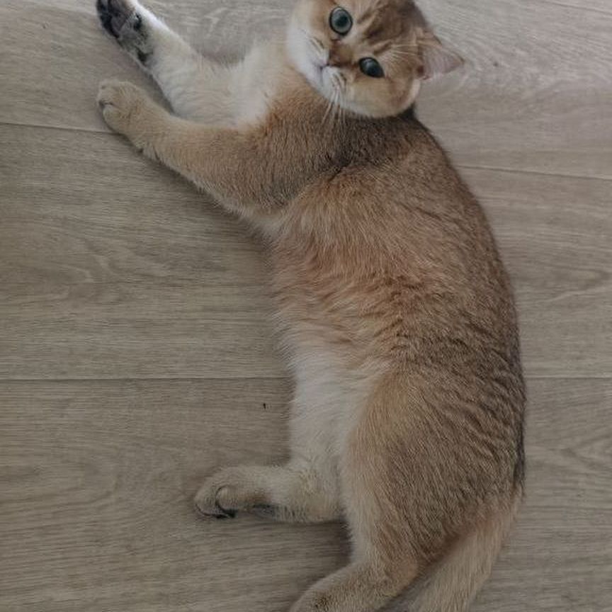 Шотландский кот на вязку