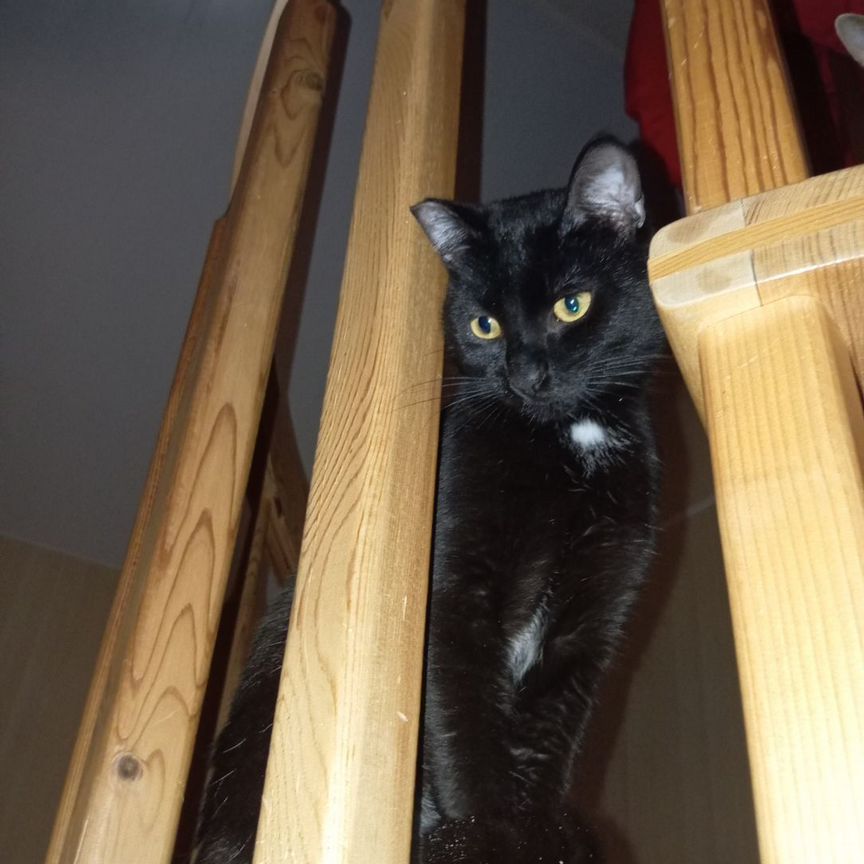 Котик в добрые руки мальчик