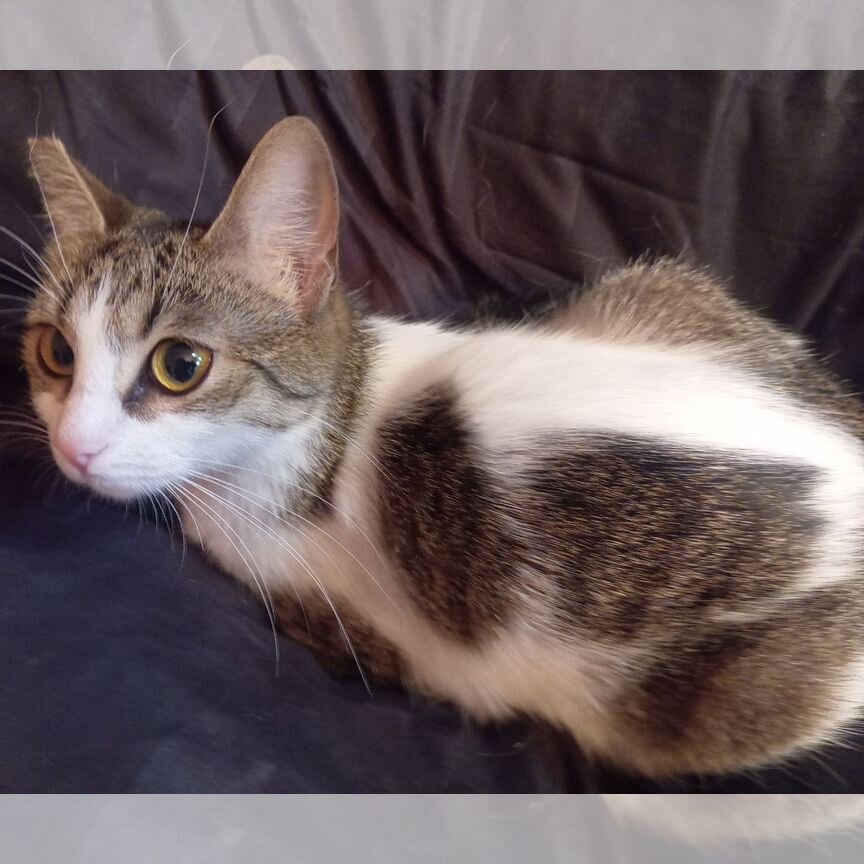Кошка