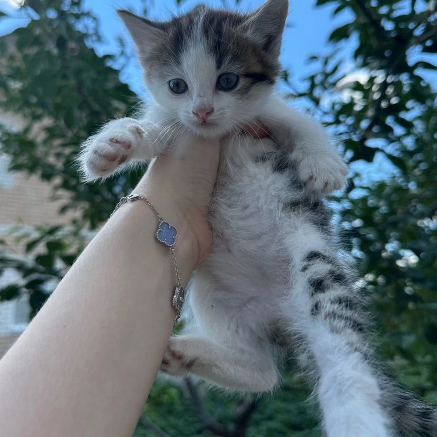 Котёнок в добрые руки