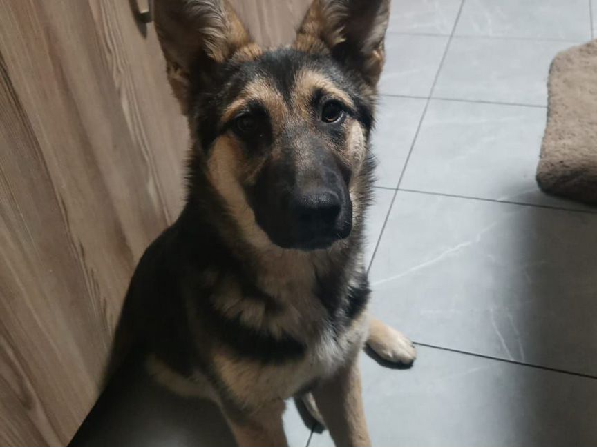 Восточноевропейская овчарка