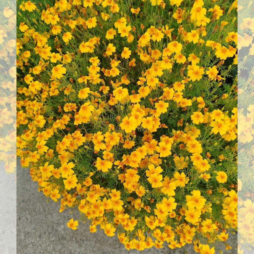 Продам сено в рулонах