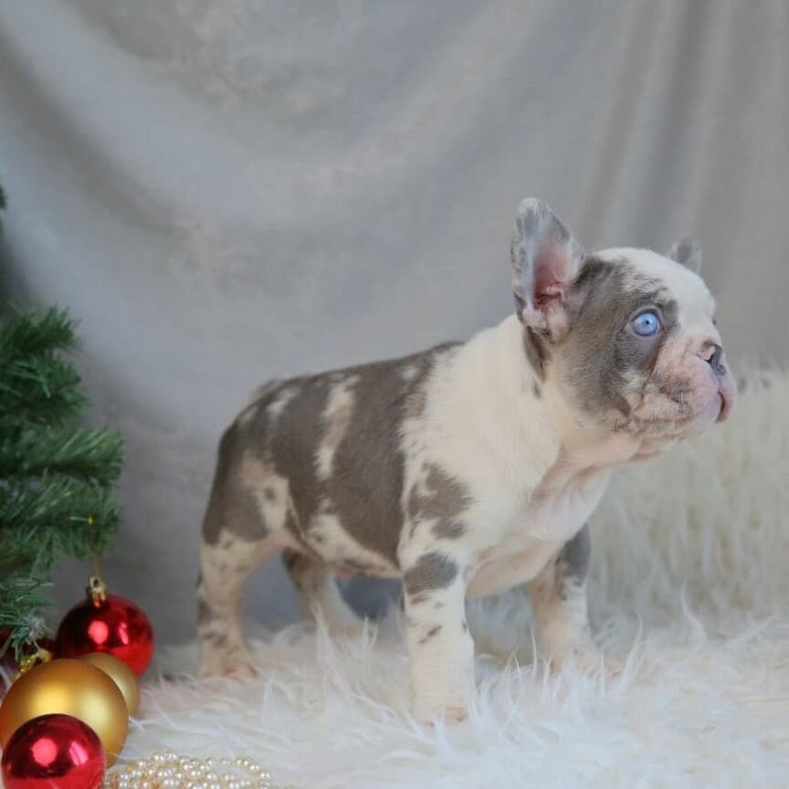 Французский бульдог, щенок