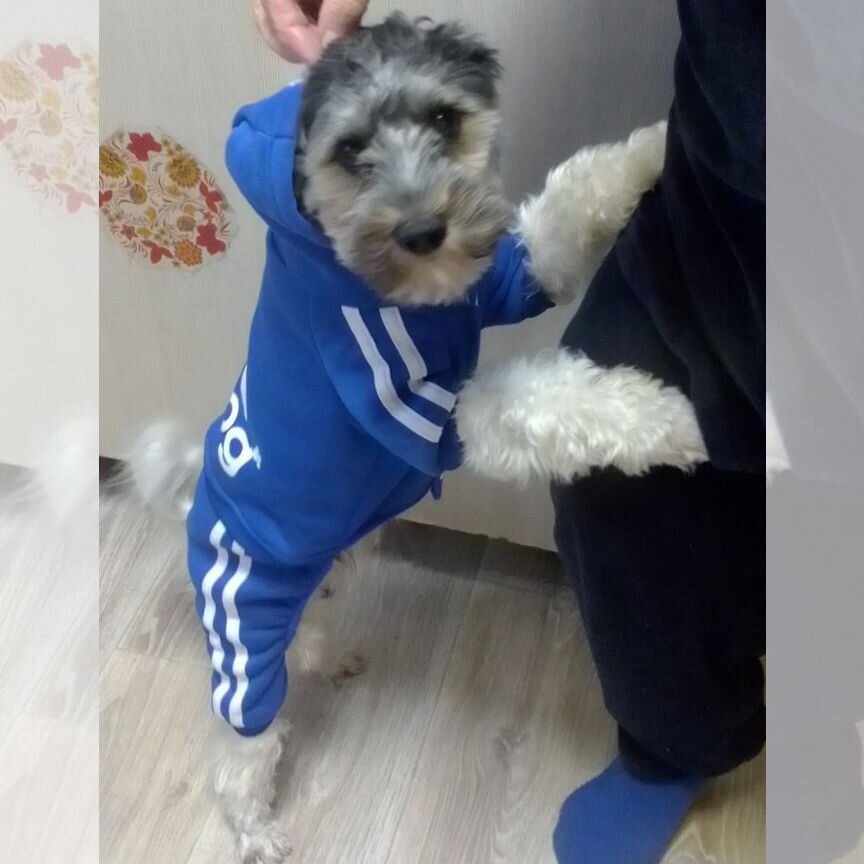 Бивер йорк