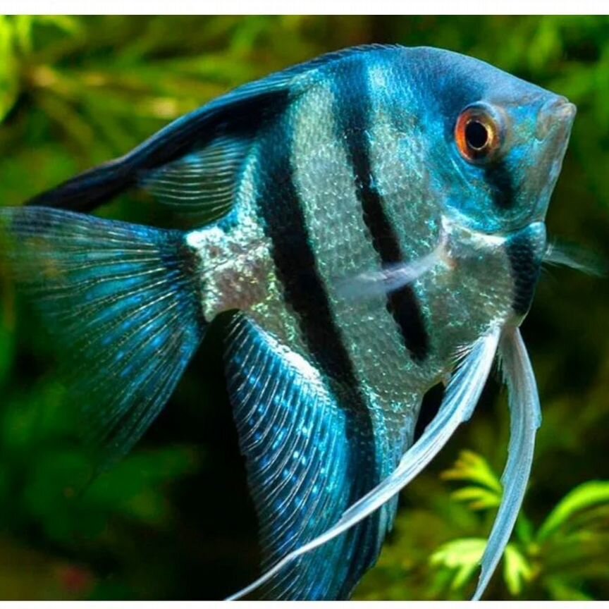 Скалярия голубой ангел и голубой бриллиант